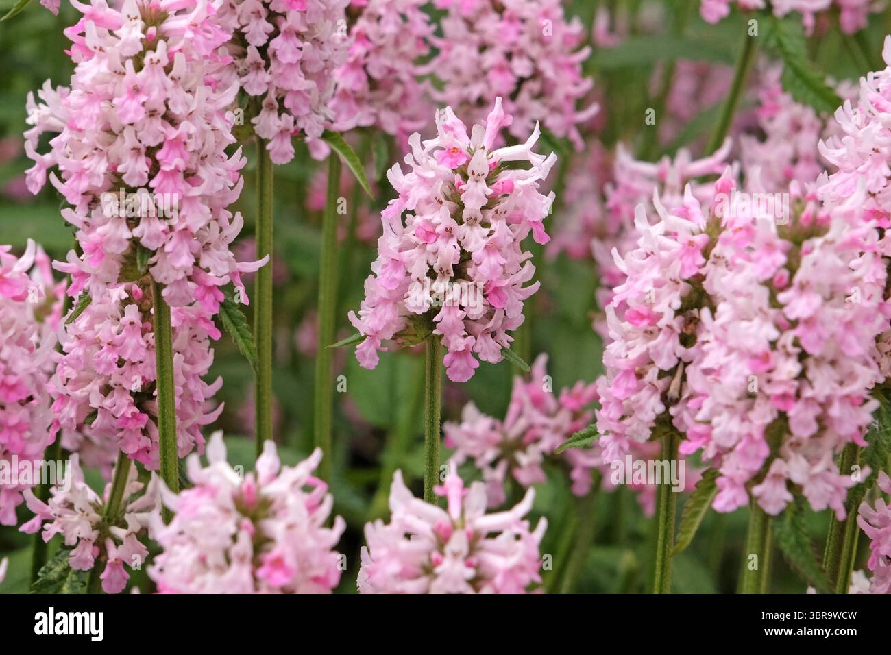 Betonica officinalis, pink betony ‘Rosea’ in flower Stock Photo - Alamy
