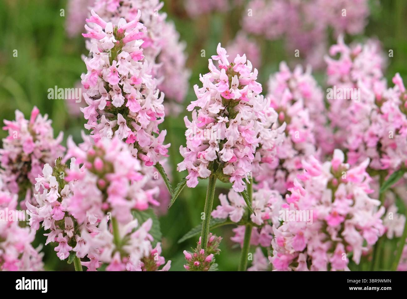 Betonica officinalis, pink betony ‘Rosea’ in flower Stock Photo - Alamy