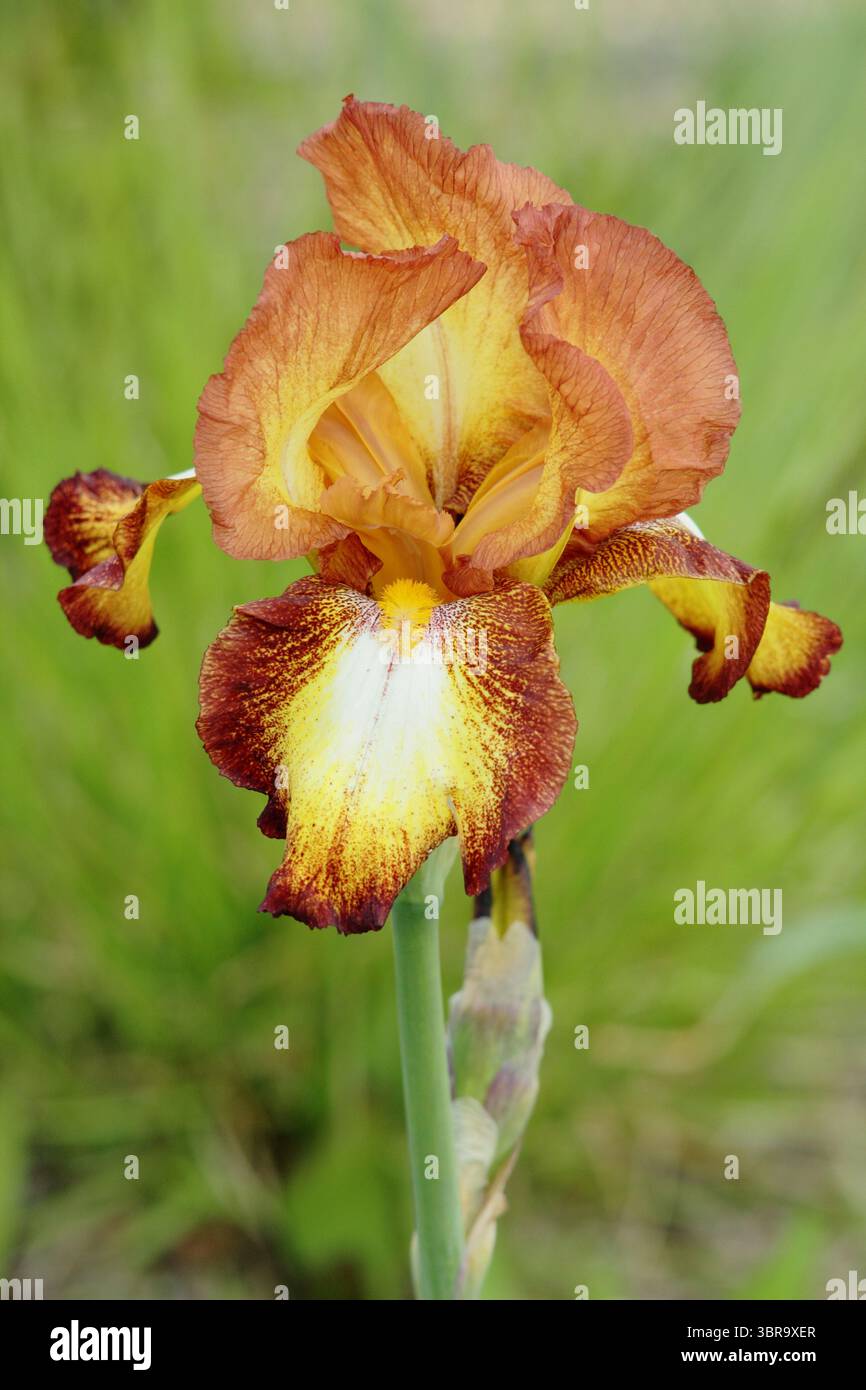Iris sultan’s palace hi-res stock photography and images - Alamy