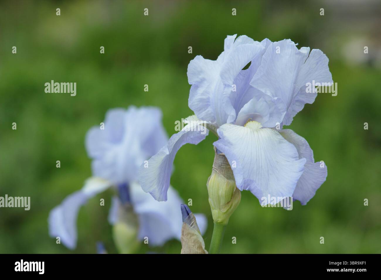 Light blue blooms of Iris 'Jane Phillips', a tall bearded iris. UK ...