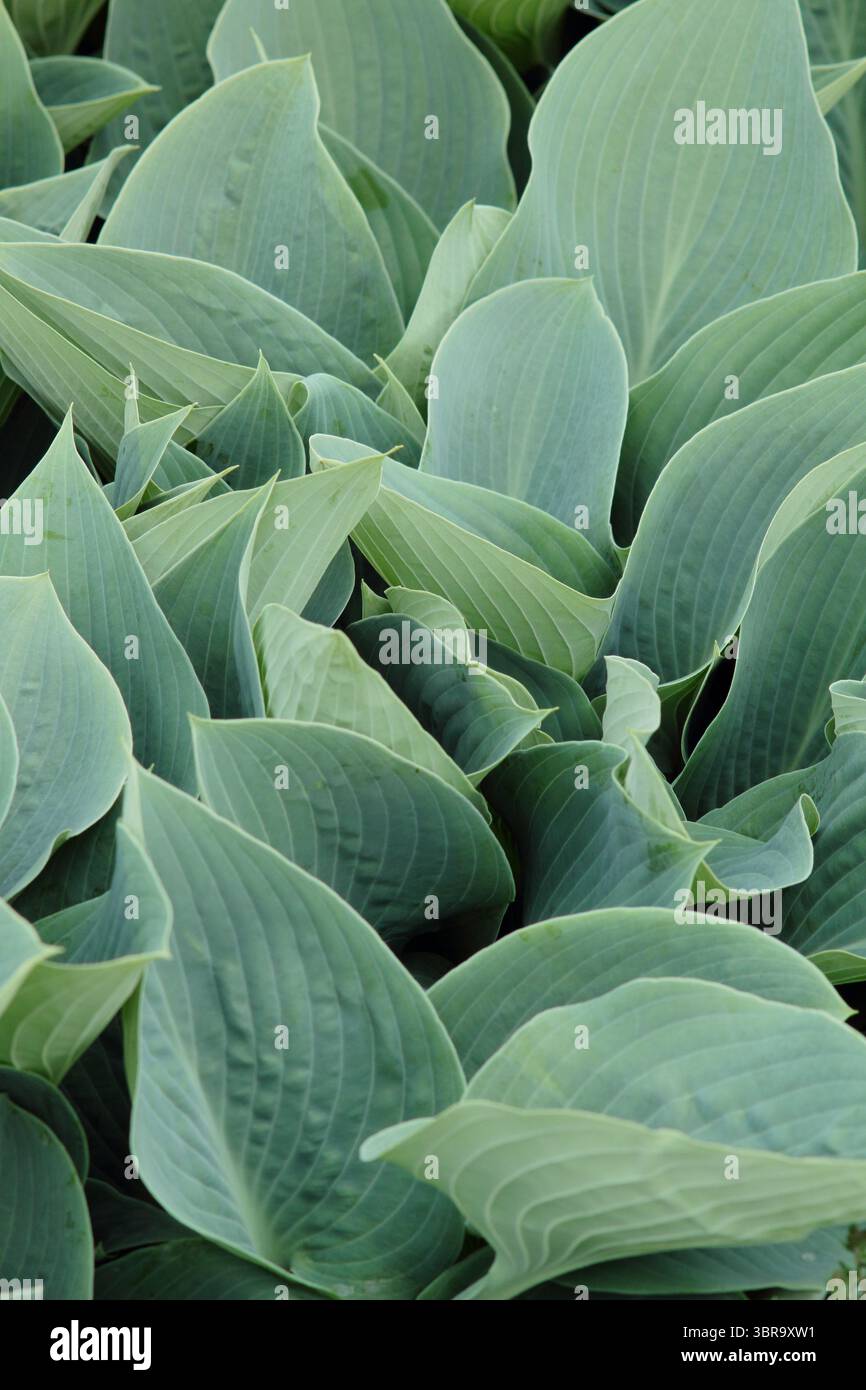 Hosta Halcyon, a compact perennial with blue grey leaves. Tardiana ...