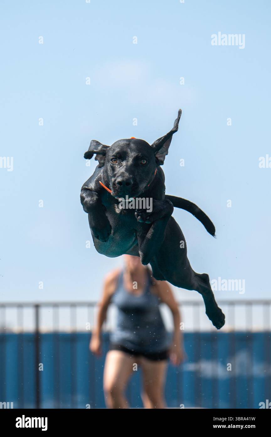 German shorthair pointer after jumping off a dock and about to land in ...