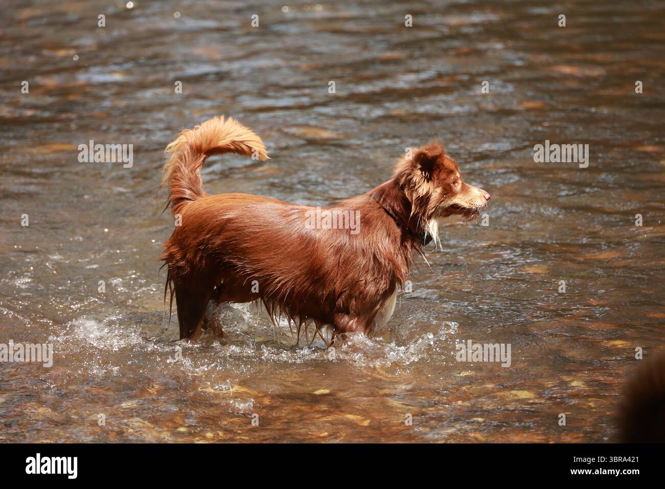 Brown dog is playing in the water Stock Photo - Alamy