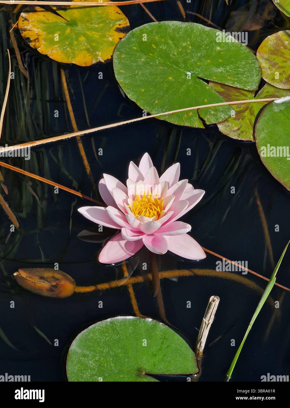 Closeup beautiful, pink waterlily with a bright yellow center floats on ...