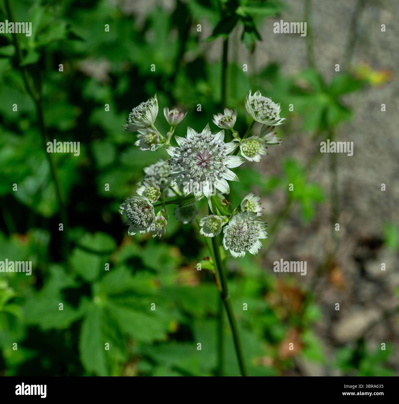 astrantia major (Astrantia major Stock Photo - Alamy