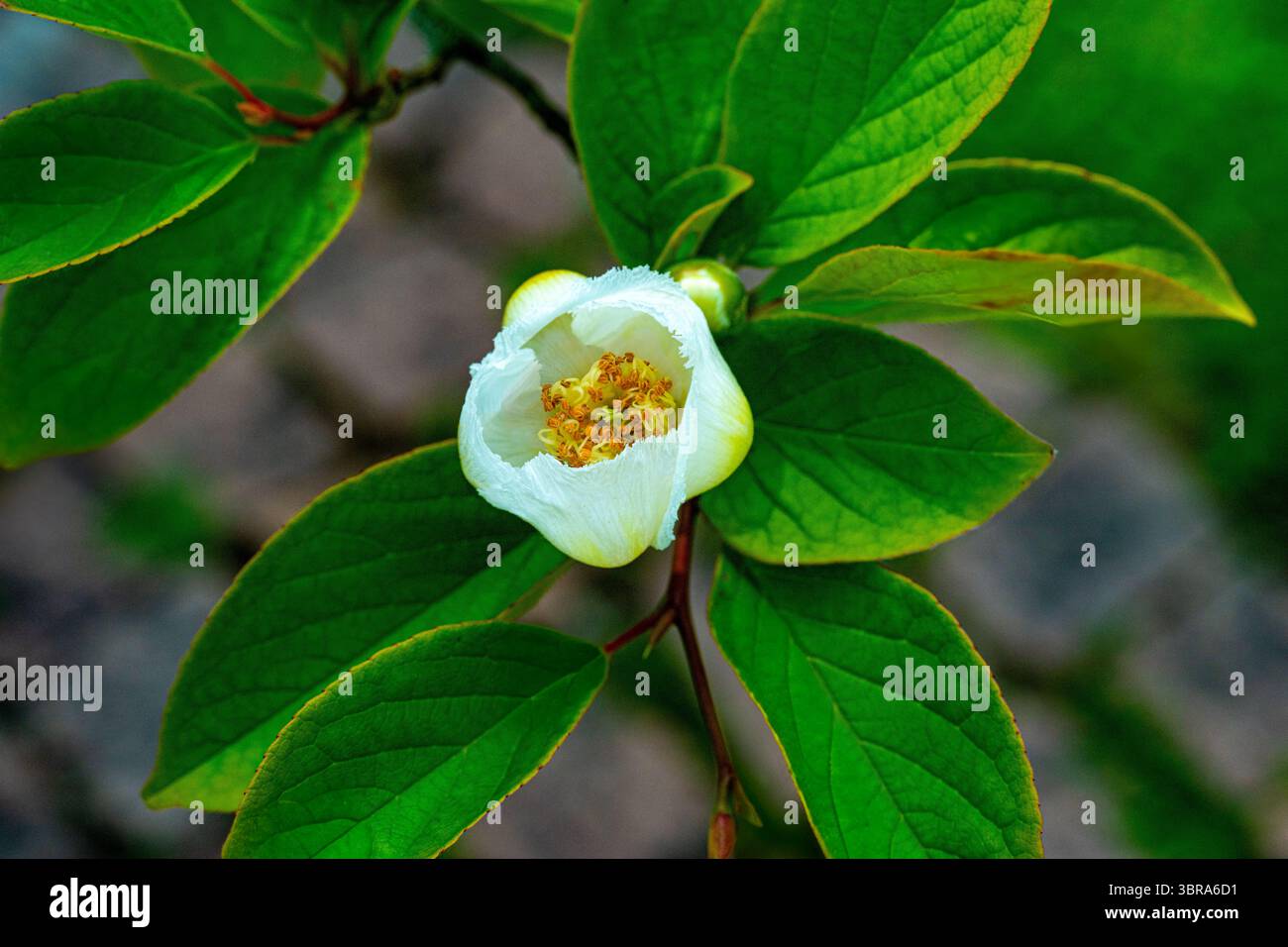 White June flower ofthe hardy deciduous tree, Stewartia pseudocamellia ...