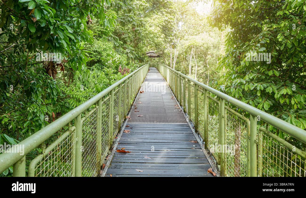 View of canopy walkway in Sepilok, Borneo, Malaysia Stock Photo - Alamy
