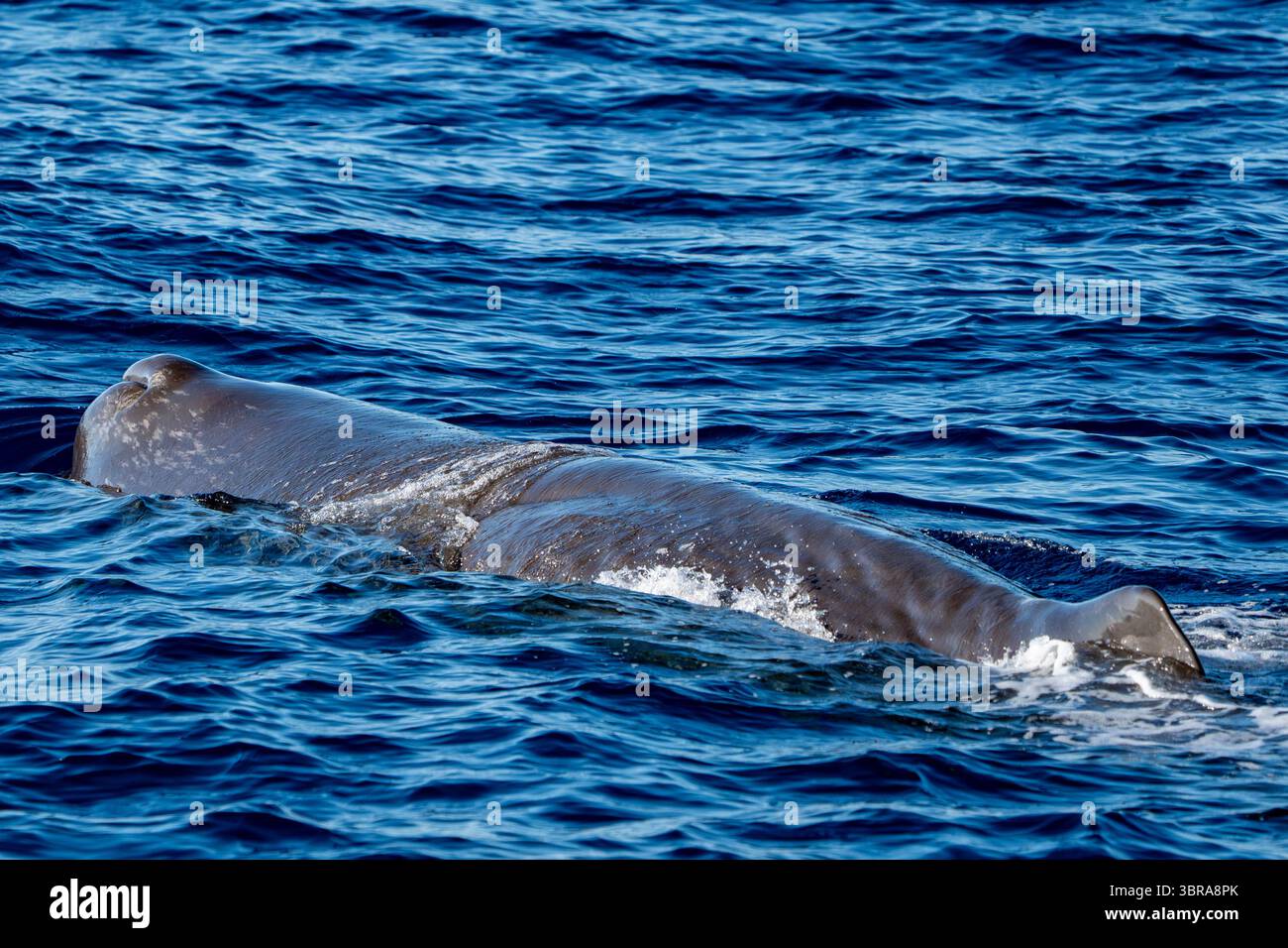 A Spermwhale Sperm whale breathing on sea surface close up Stock Photo ...