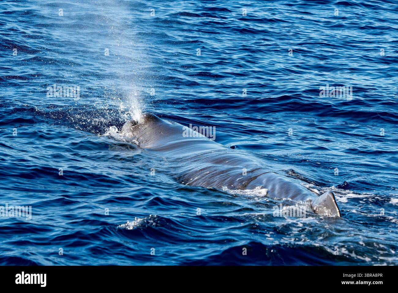 A Spermwhale Sperm whale breathing on sea surface close up Stock Photo ...