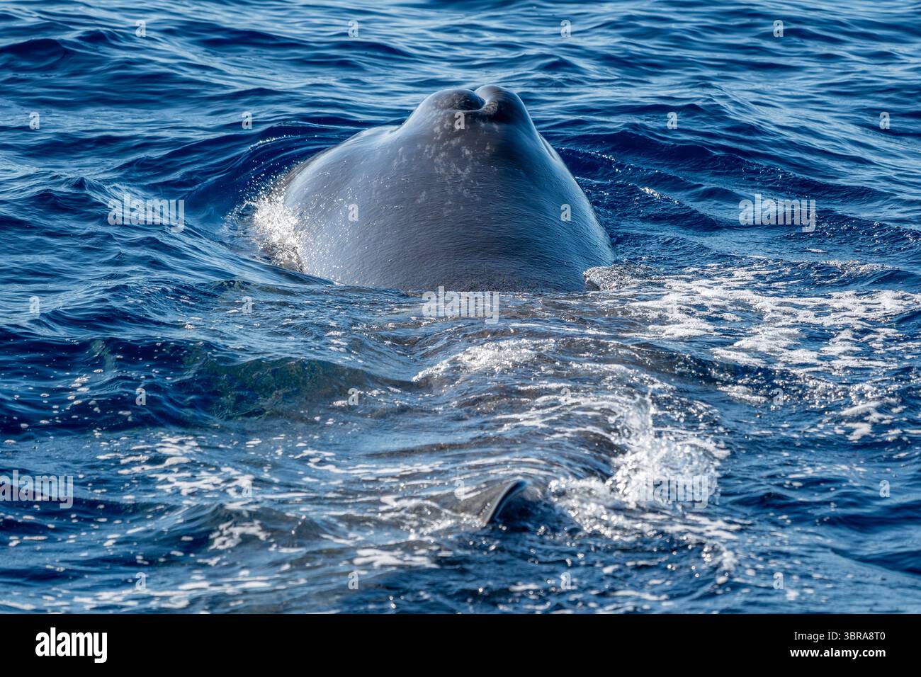 Whale blowhole on water surface hi-res stock photography and images - Alamy