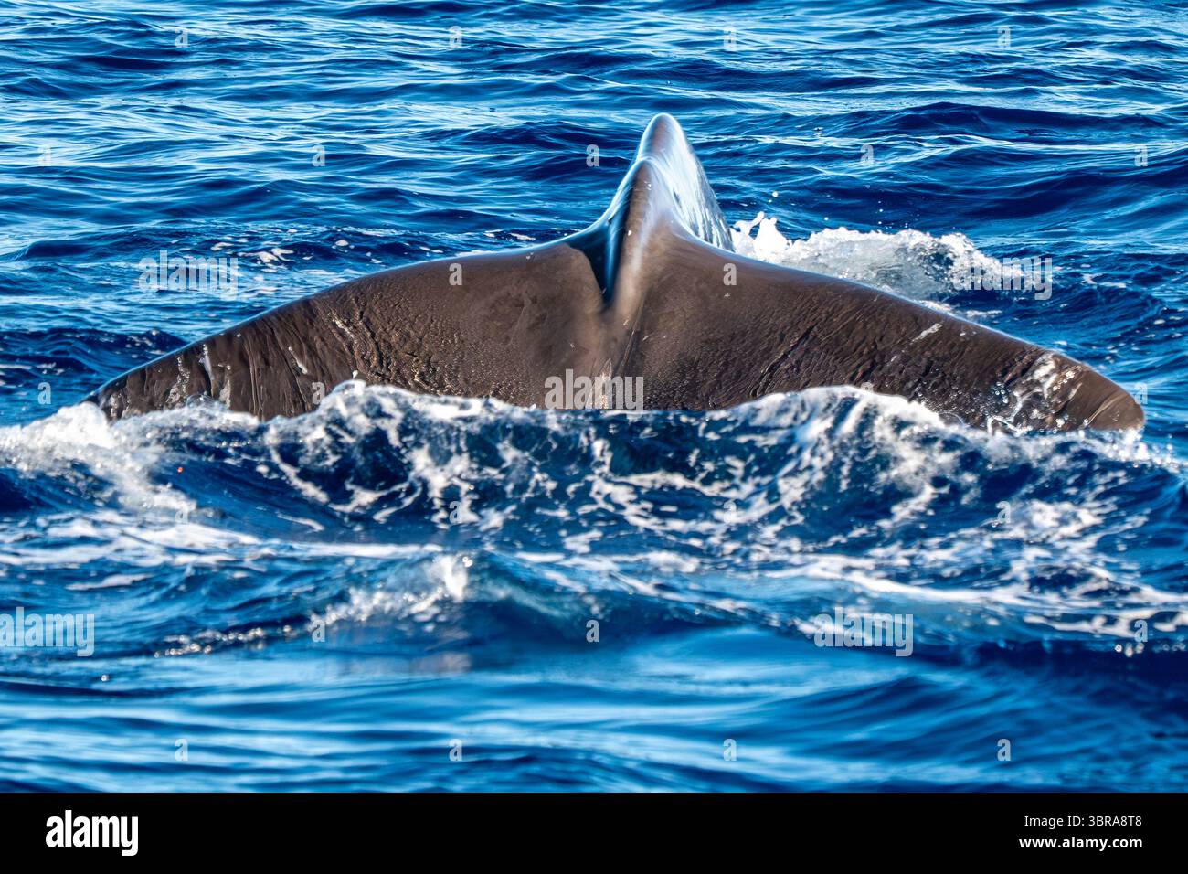 A Detail of tail of a Spermwhale Sperm whale while deep diving from sea ...