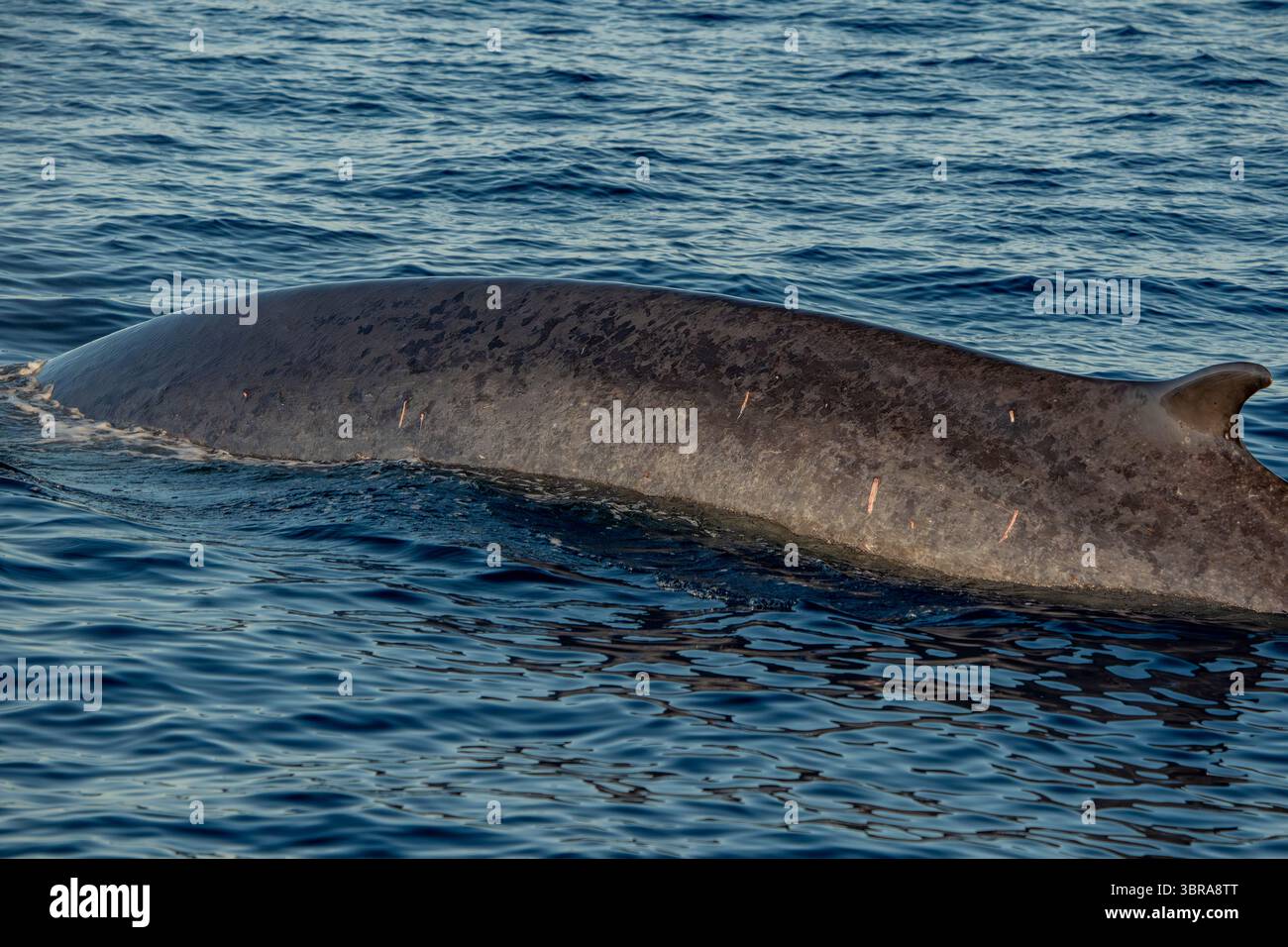 detail of body with pennella worm parasite of A Finwhale Fin whale ...