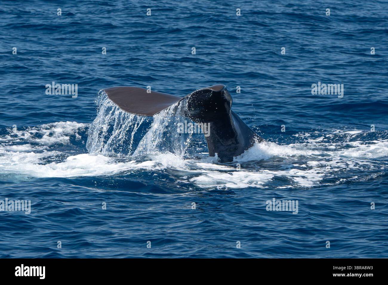 A Detail of tail of a Spermwhale Sperm whale while deep diving from sea ...