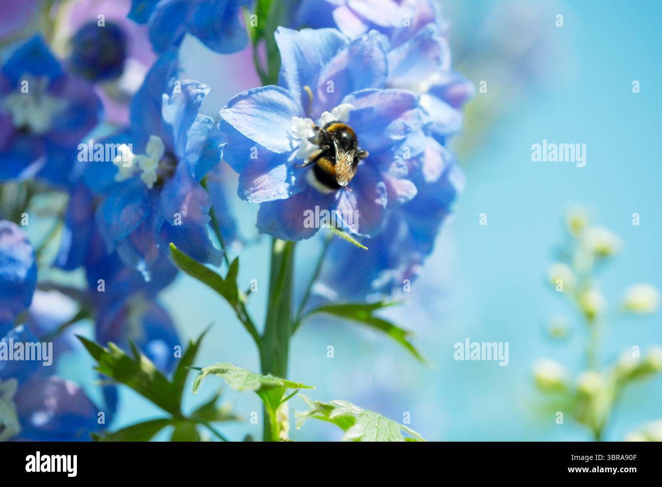 A bumblebee energetically gathers nectar from stunning blue blooms ...