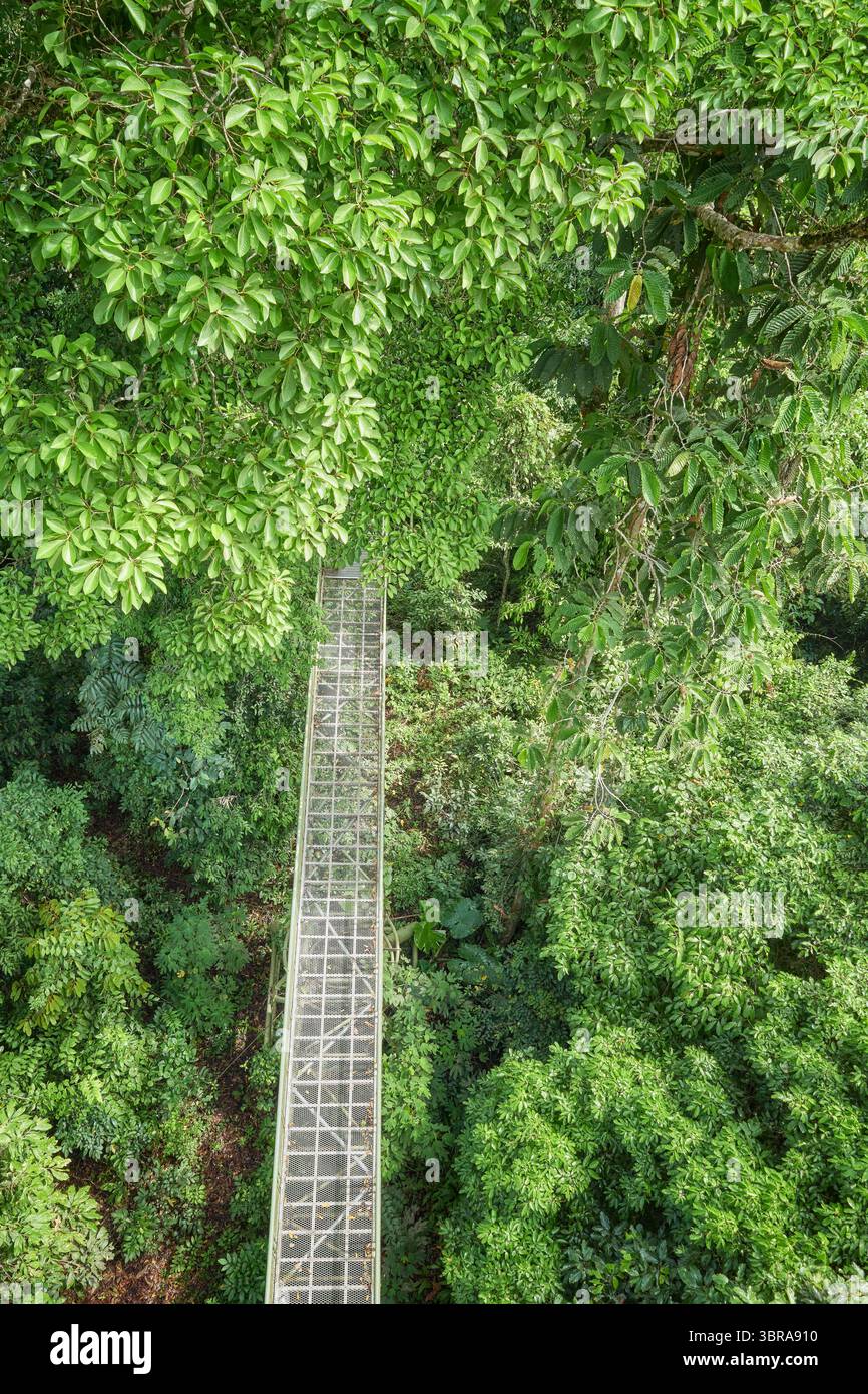 Aerial view of canopy walkway in Sepilok, Borneo, Malaysia Stock Photo ...