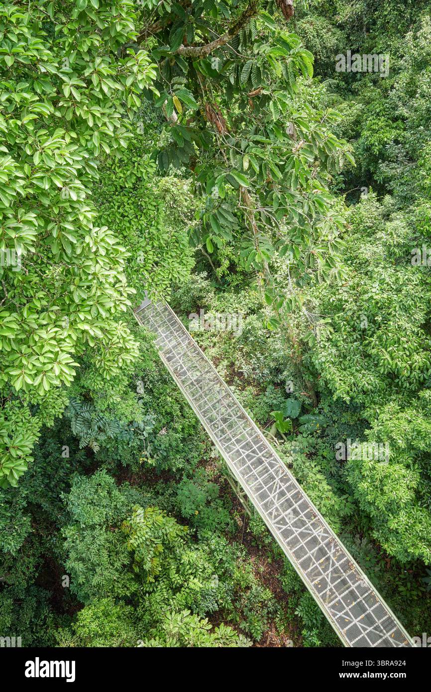 Aerial view of canopy walkway in Sepilok, Borneo, Malaysia Stock Photo ...