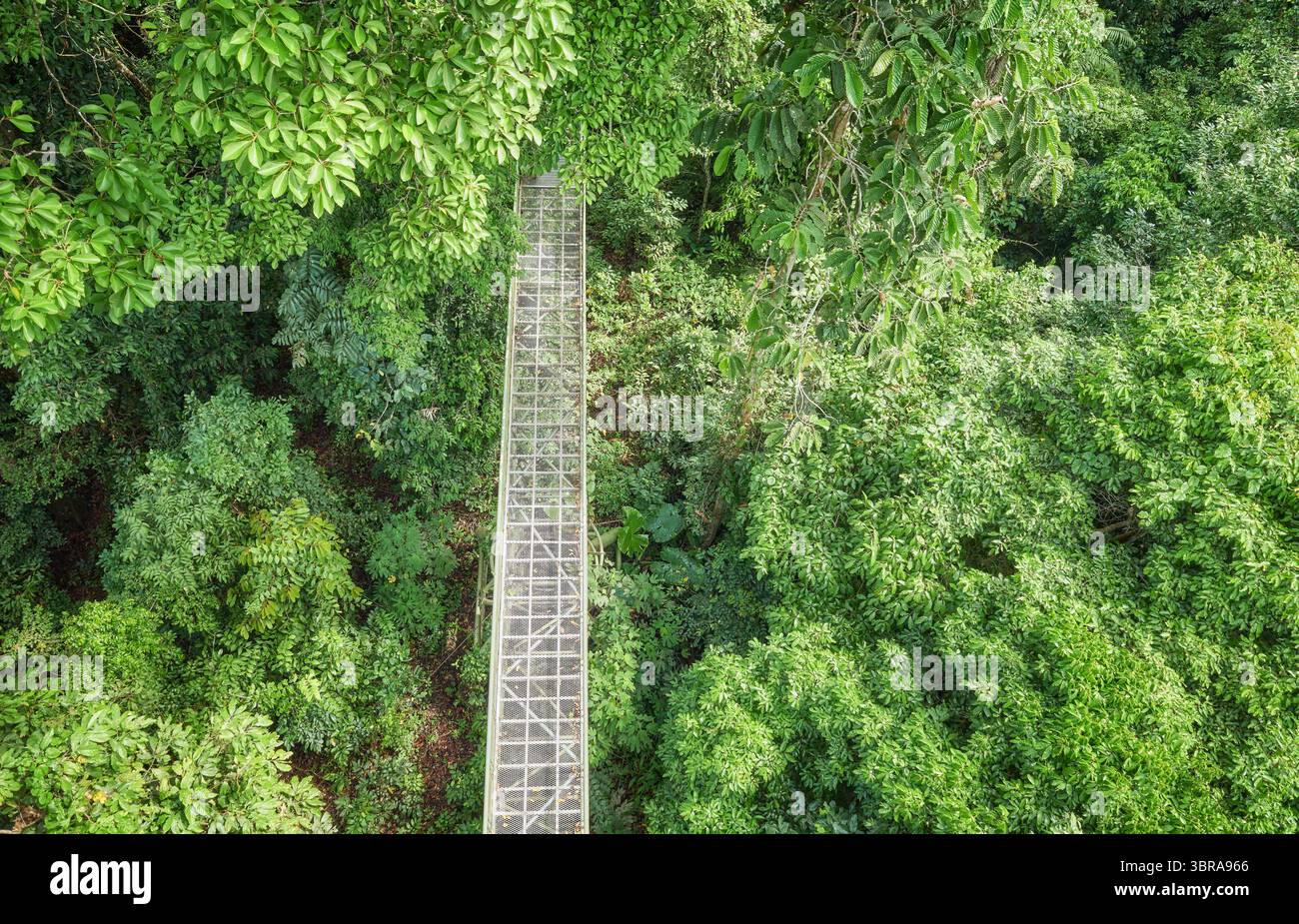 Aerial view of canopy walkway in Sepilok, Borneo, Malaysia Stock Photo ...