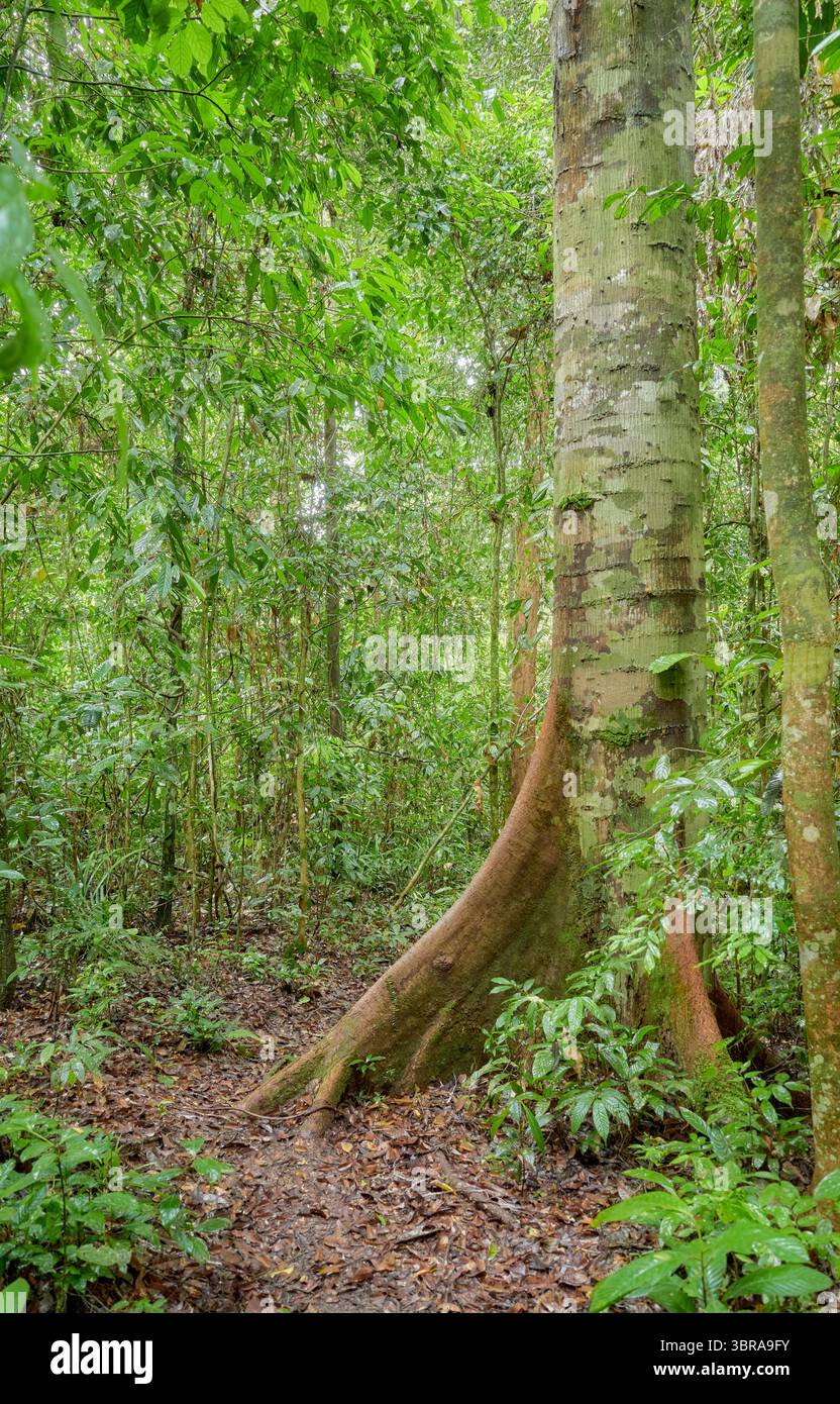 Danum Valley Conservation Area, one of the oldest rainforests in the ...