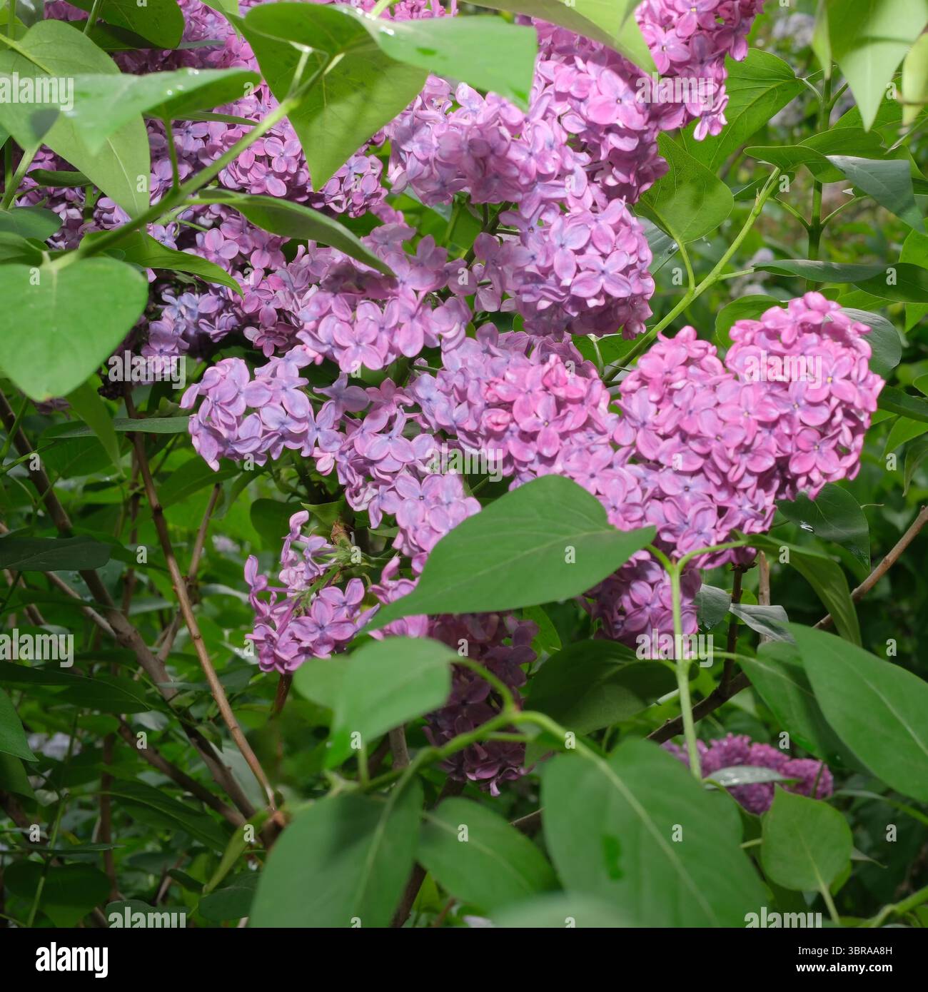 Clusters of lilac flowers create a colorful display among lush green ...