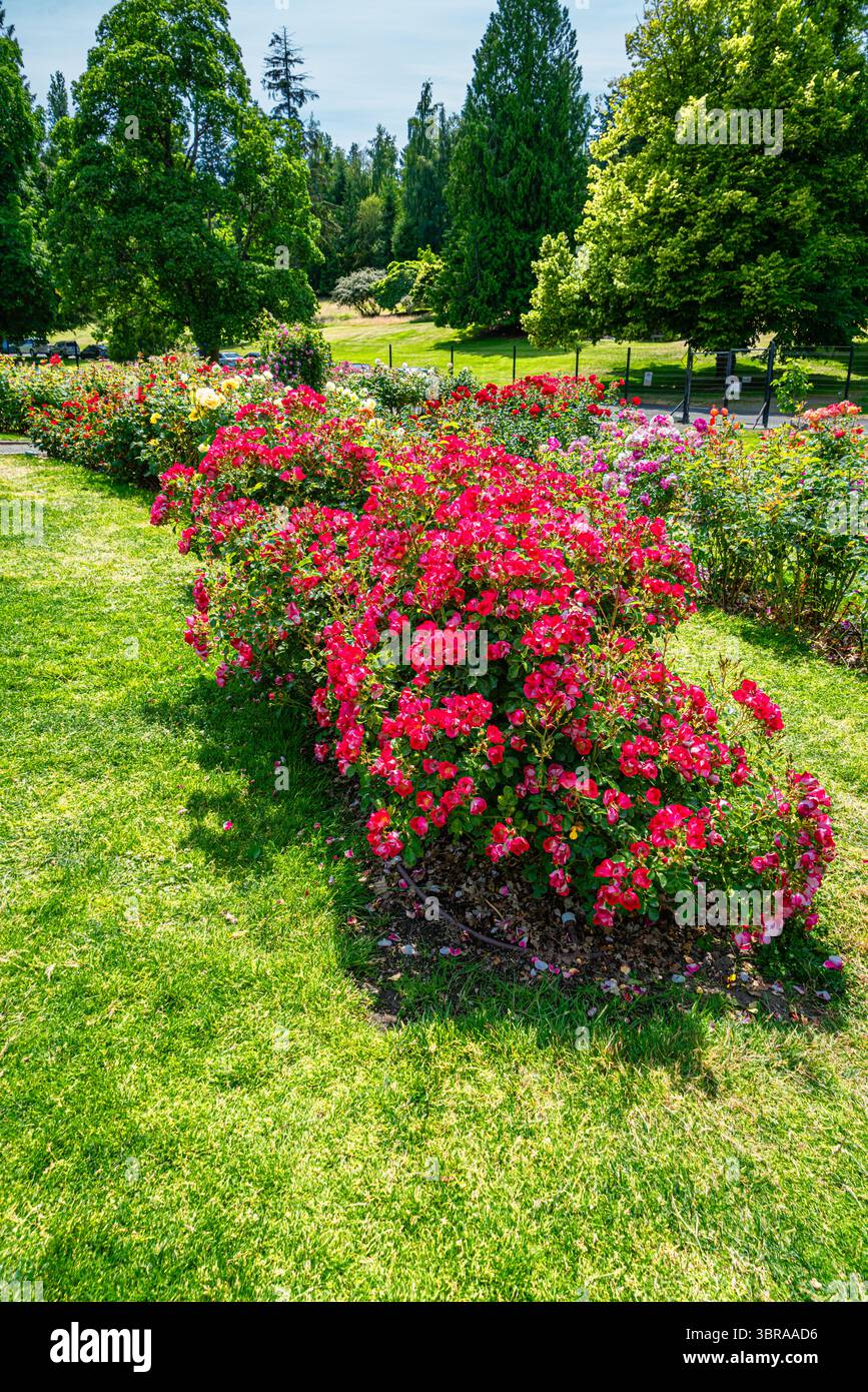 Large Rose garden at Point Defiance Park in Tacoma, Washington Stock ...