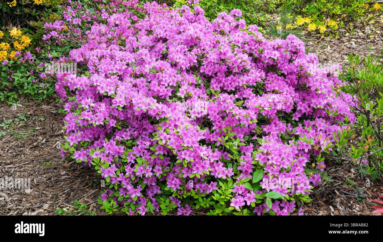 Lush garden thrives bright pink hi-res stock photography and images - Alamy