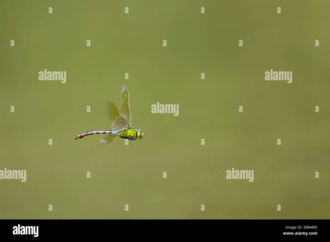 Emperor dragonfly Anax imperator, adult male flying, Danube Delta ...