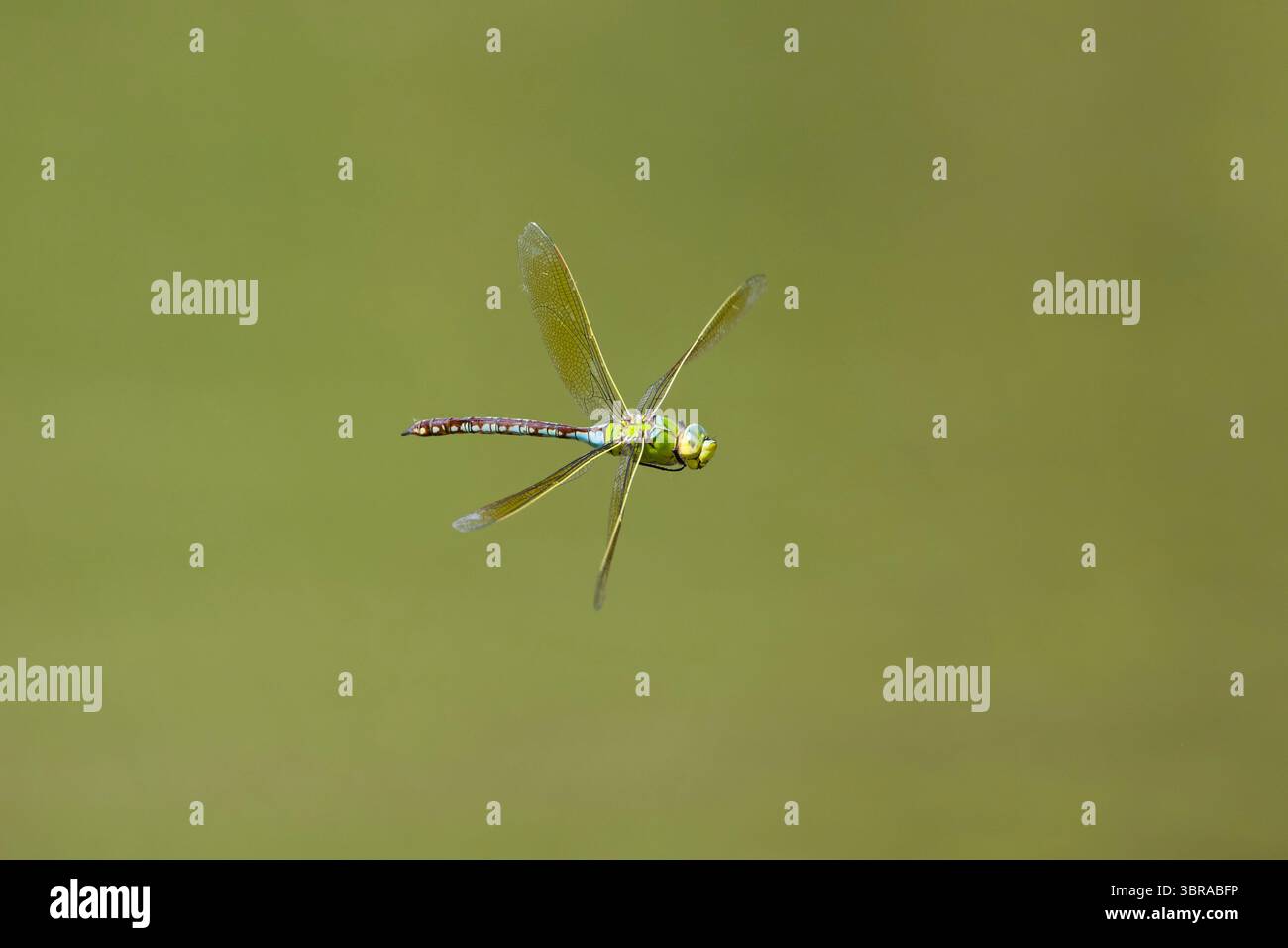 Emperor dragonfly Anax imperator, adult male flying, Danube Delta ...