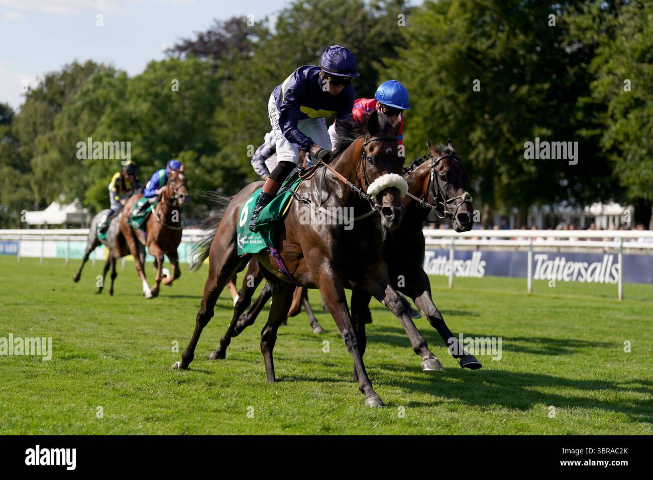 Leadman horse hi-res stock photography and images - Alamy