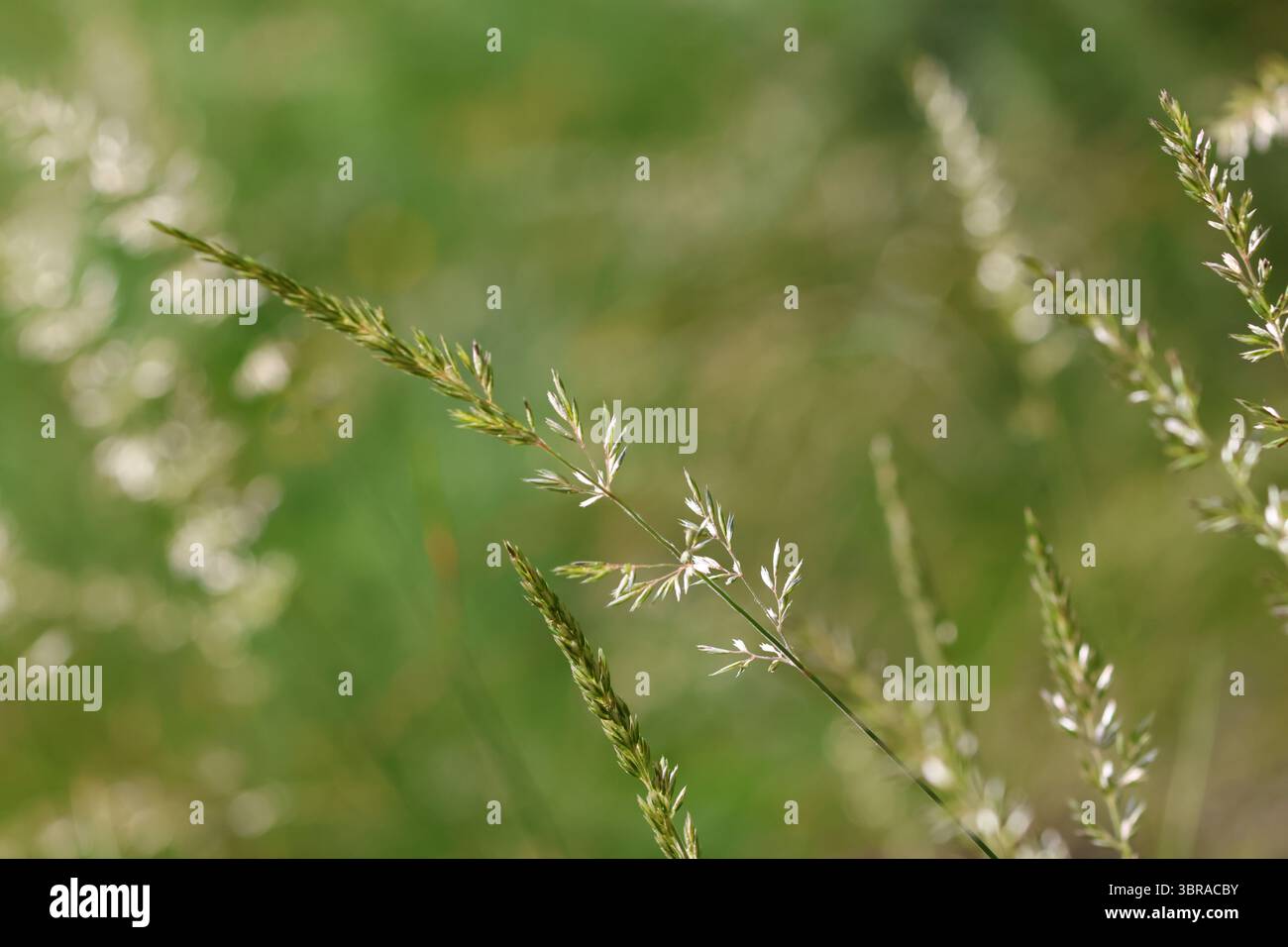Close-up of June grass (Koeleria macrantha) seed head in morning sun ...