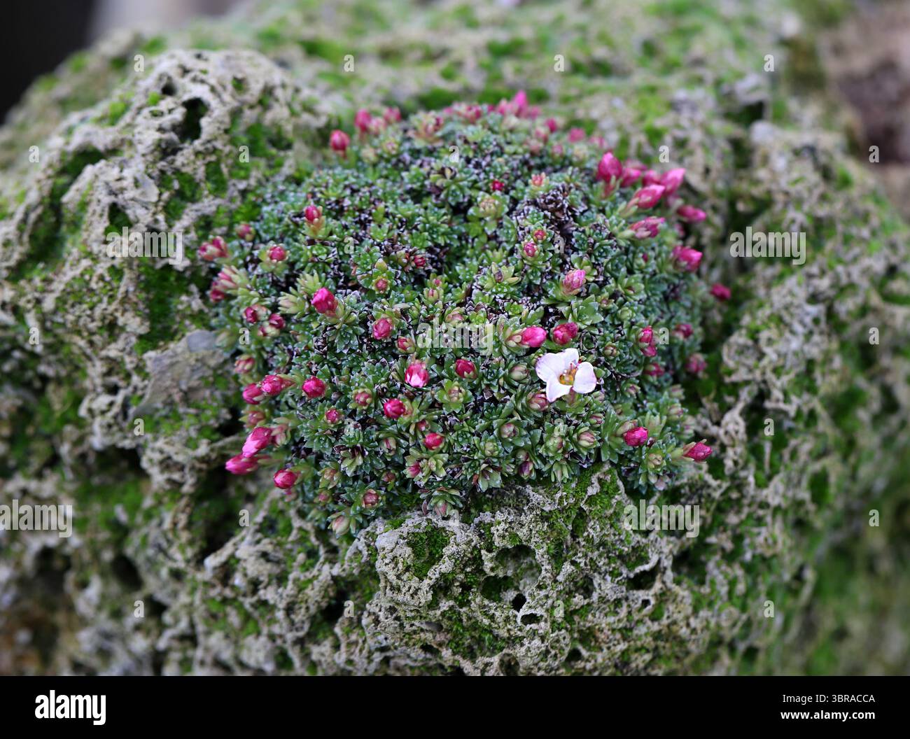 Saxifrage or Rockfoil, Saxifraga "Comet", Saxifragaceae. Holarctic ...