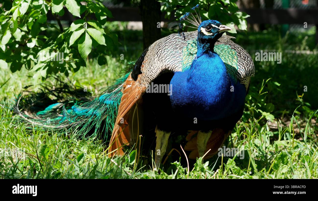 A stunning peacock spreads its colorful plumage in a lush, green ...