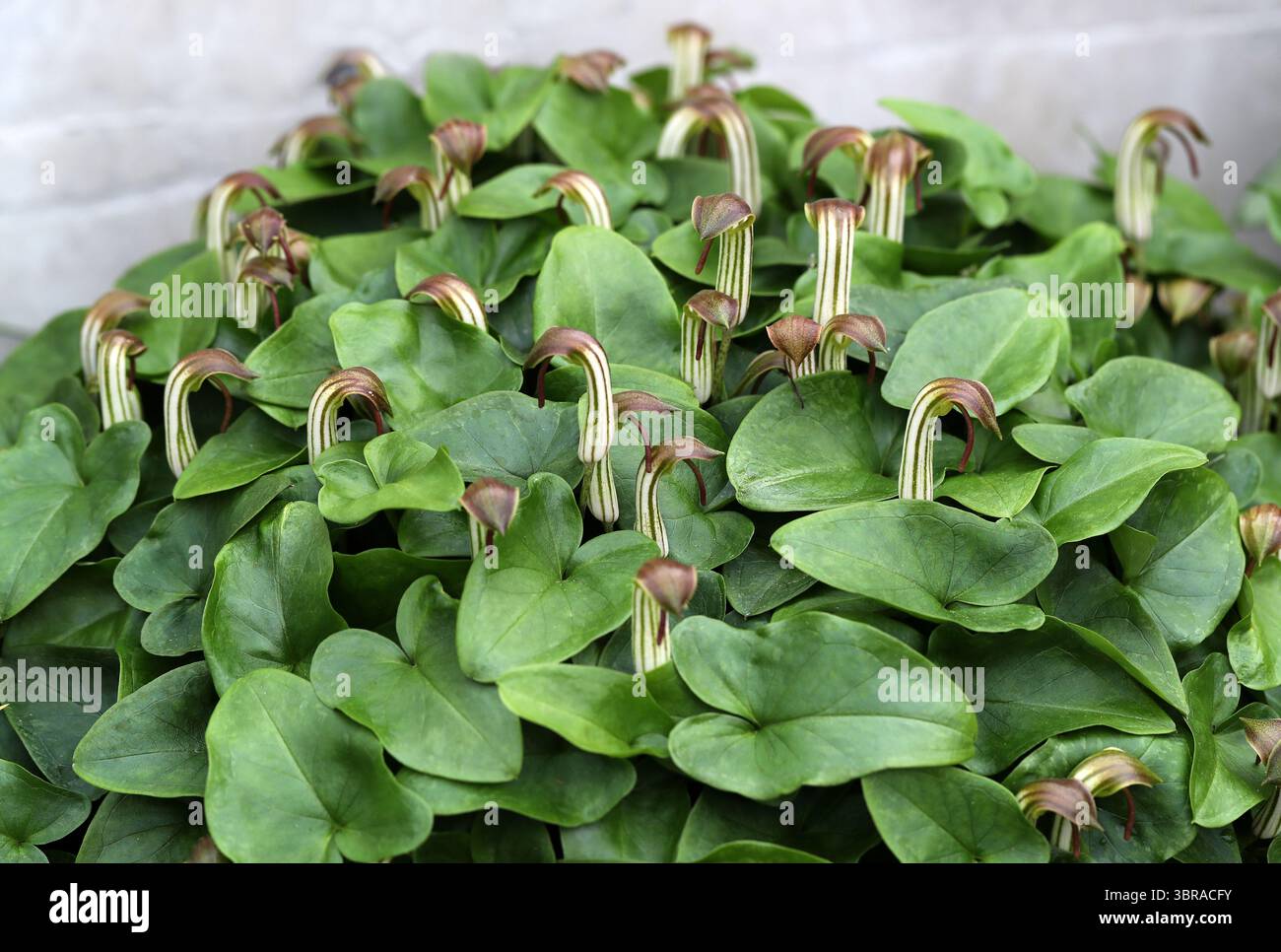 Friar's Cowl, Arison, Larus, or Aharon's Rod, Arisarum vulgare, Araceae ...