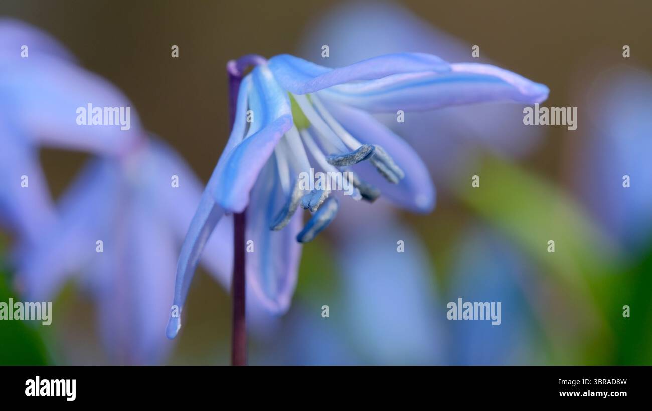 Vibrant display of green foliage emerges hi-res stock photography and ...