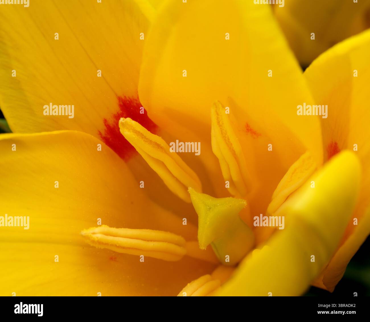 A vibrant yellow flower displays intricate petal details and subtle red ...