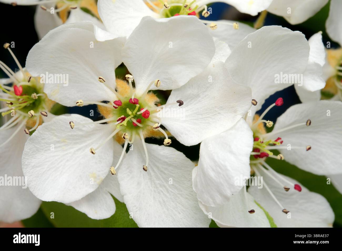 Hints of vibrant flowers hi-res stock photography and images - Alamy