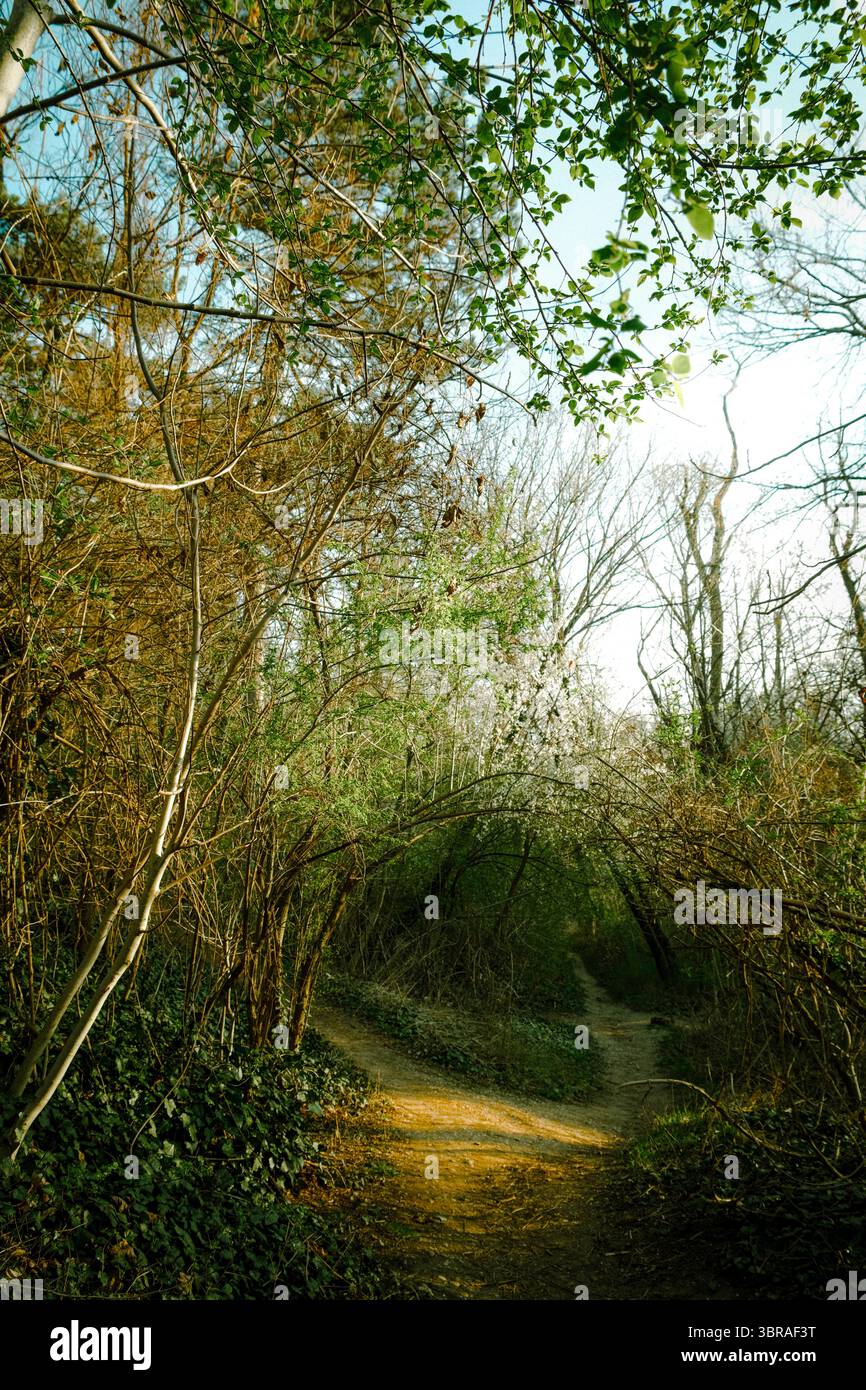 Winding forest path soft hi-res stock photography and images - Alamy