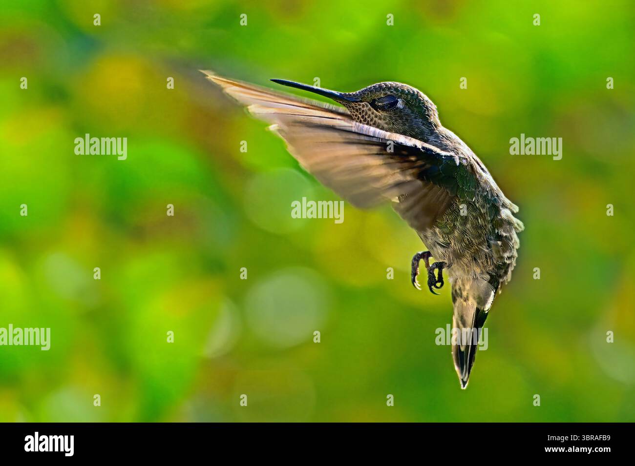 An Anna's Hummingbird (Calypte anna) flying on the coast of Vancouver ...