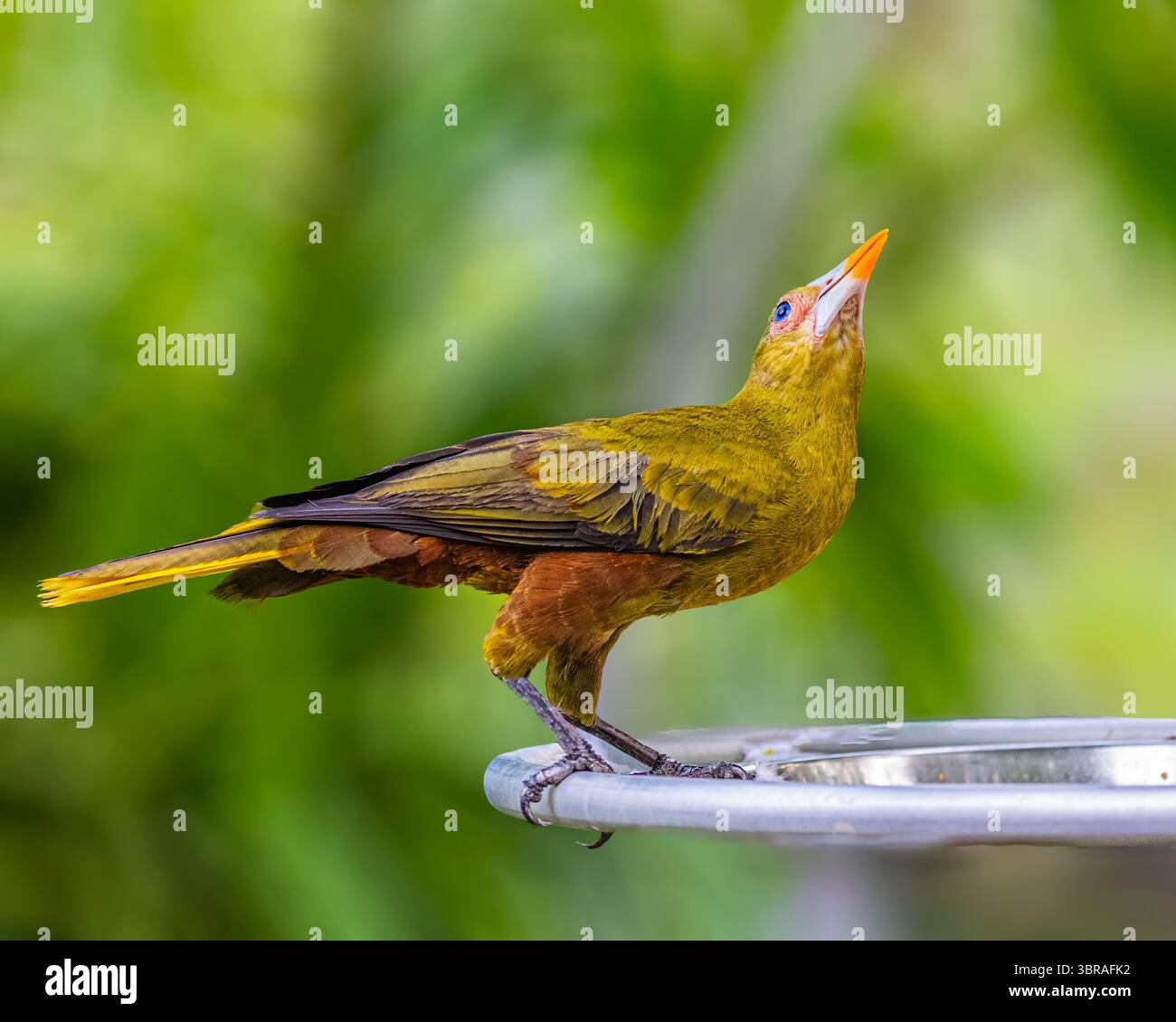Green oropendola hi-res stock photography and images - Alamy