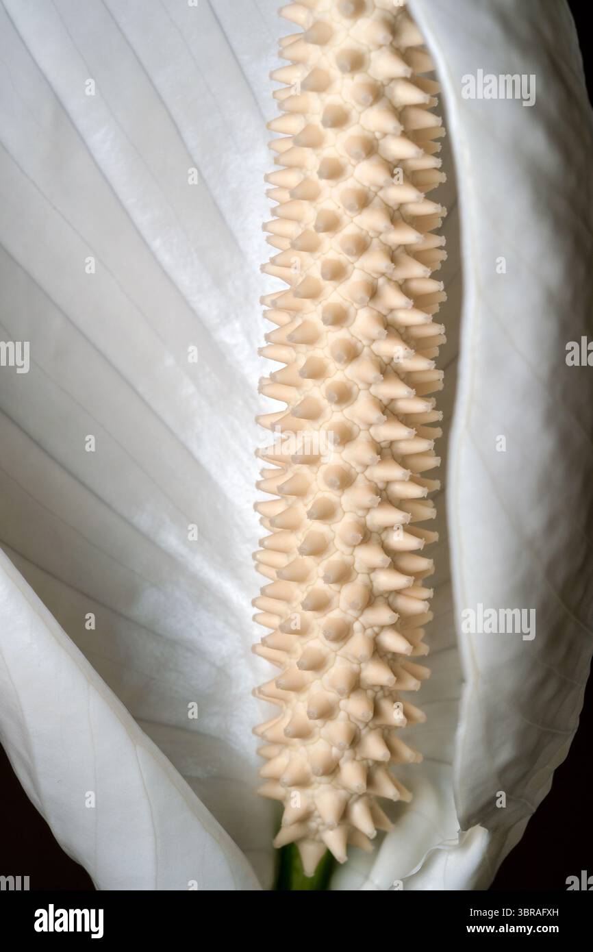 Close-up view reveals the delicate textures and shapes of a flower's ...