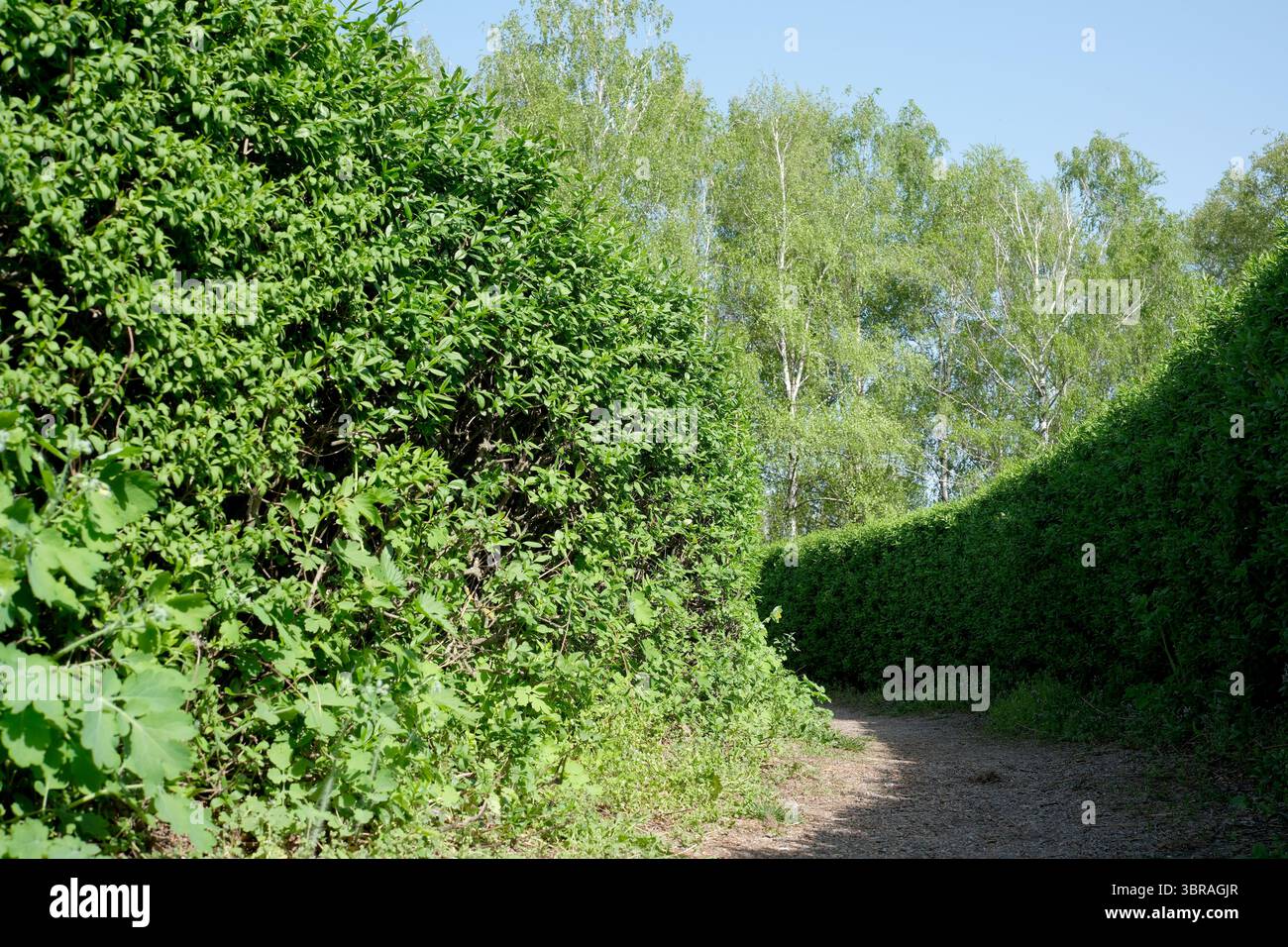 A winding pathway leads through tall green hedges under clear blue ...