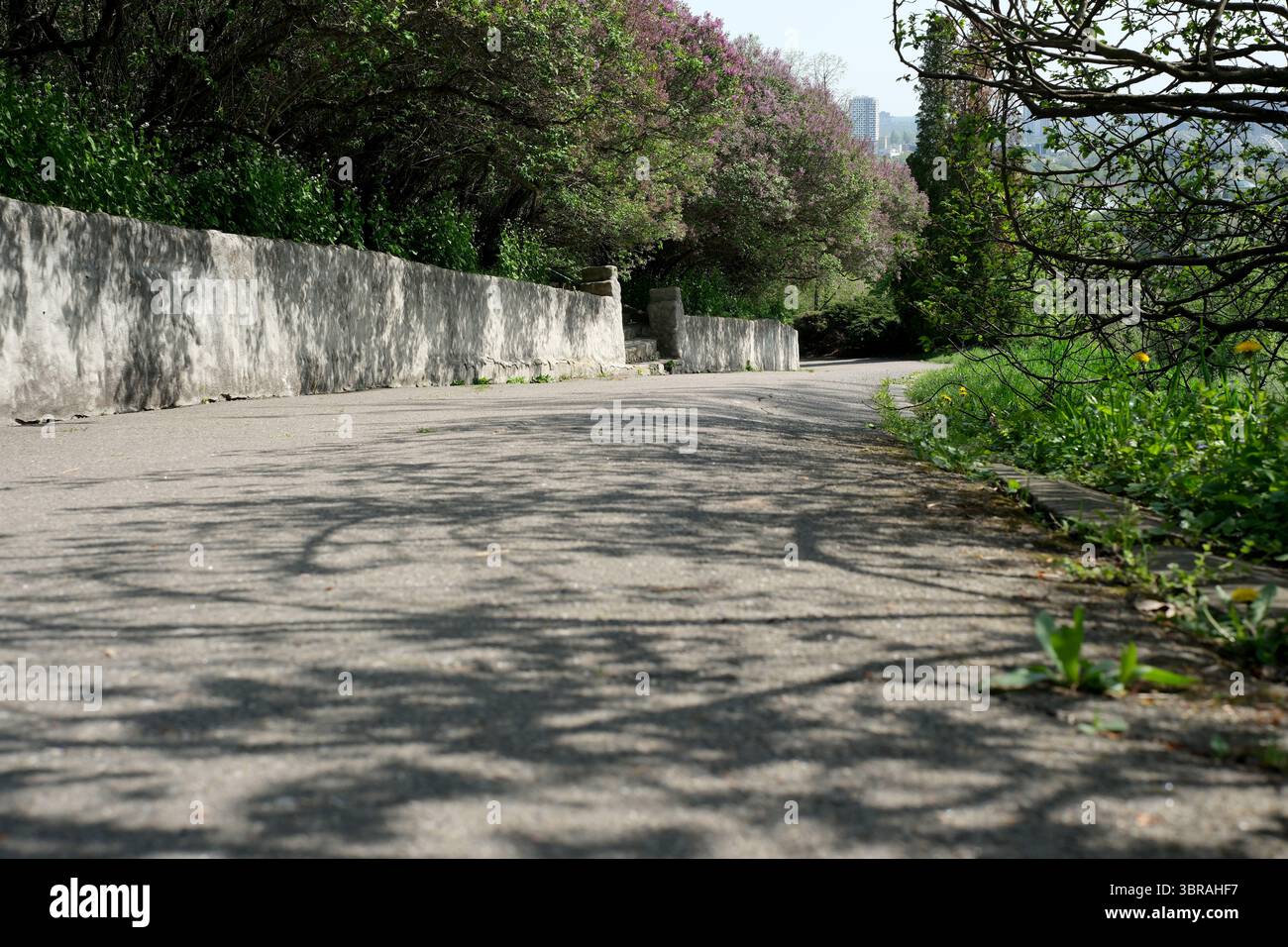 A serene path lined with vibrant blooms and greenery invites you Stock ...