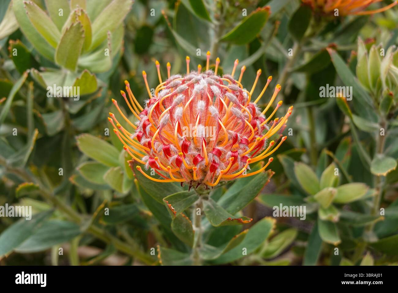 Single Protea Portrait with Bokeh Greens Stock Photo - Alamy