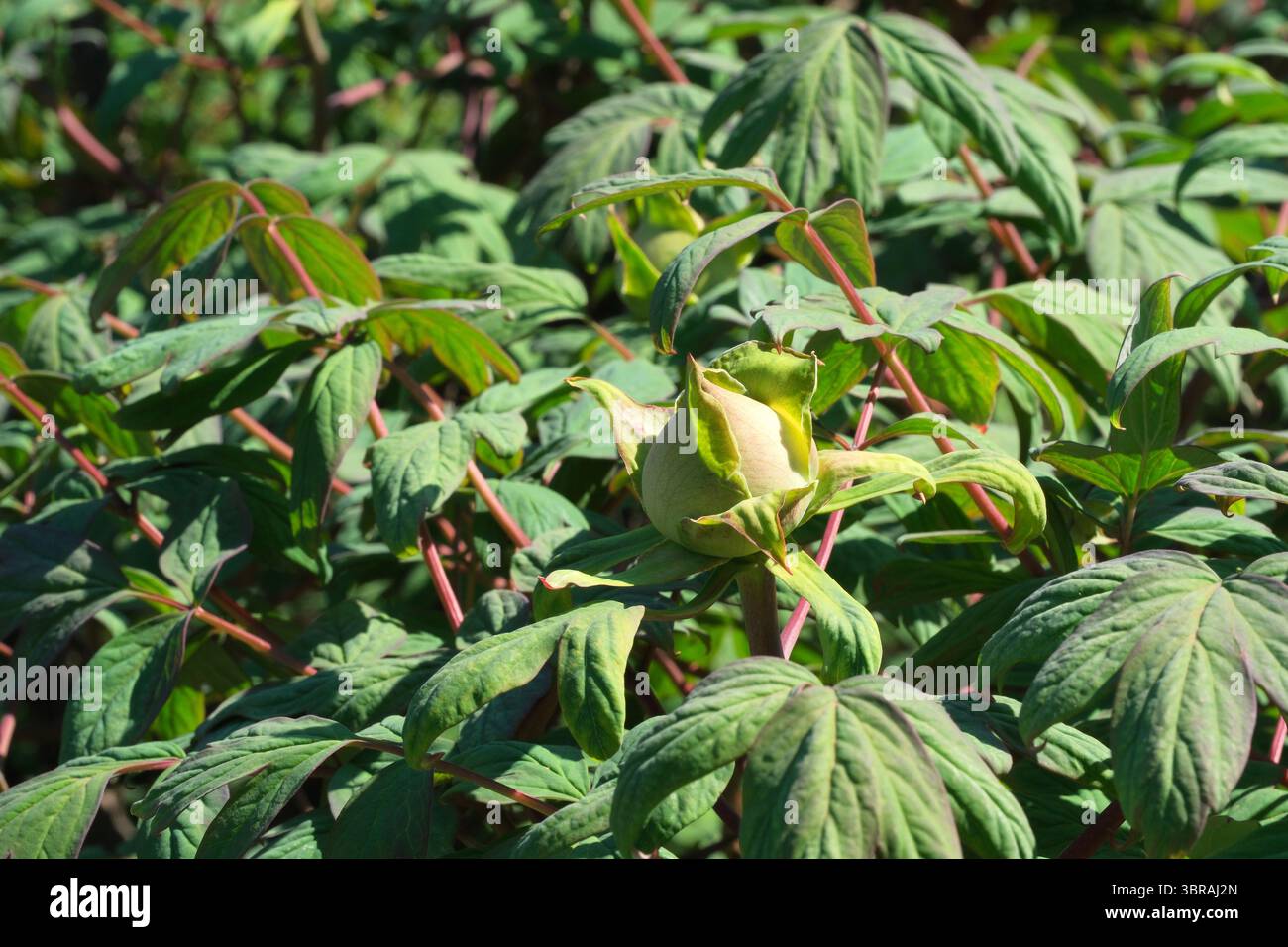 Lush green leaves surround a budding flower, showcasing nature's growth ...