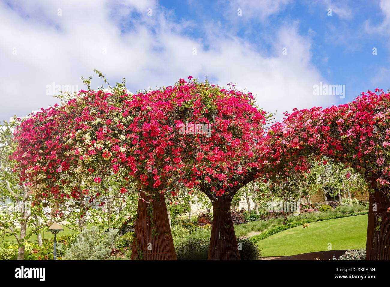 Twin Flowering Trees Form Garden Archway Stock Photo - Alamy