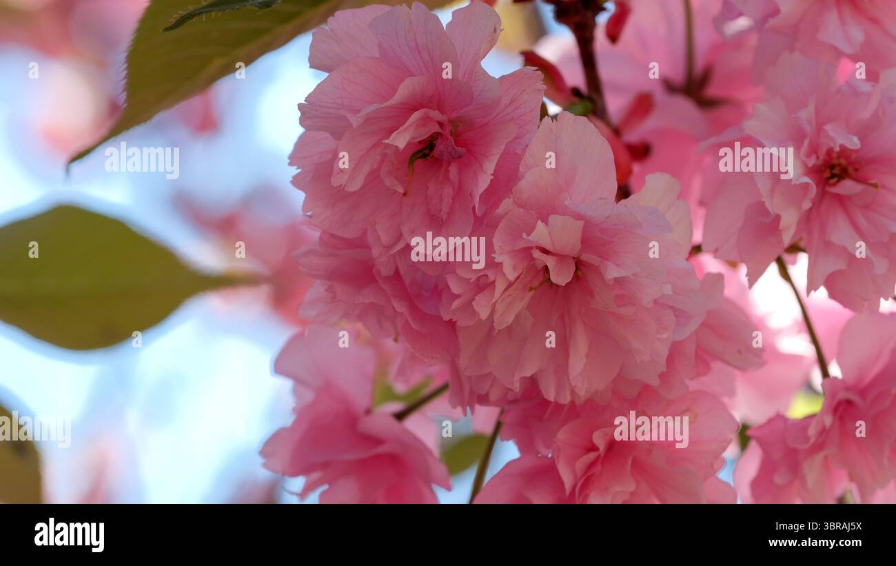 Sakura branches pink petals sway hi-res stock photography and images ...