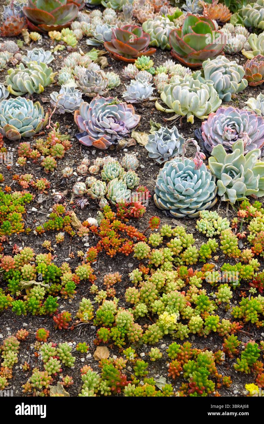 Towering Succulent Spires and Pebble Ground Stock Photo - Alamy