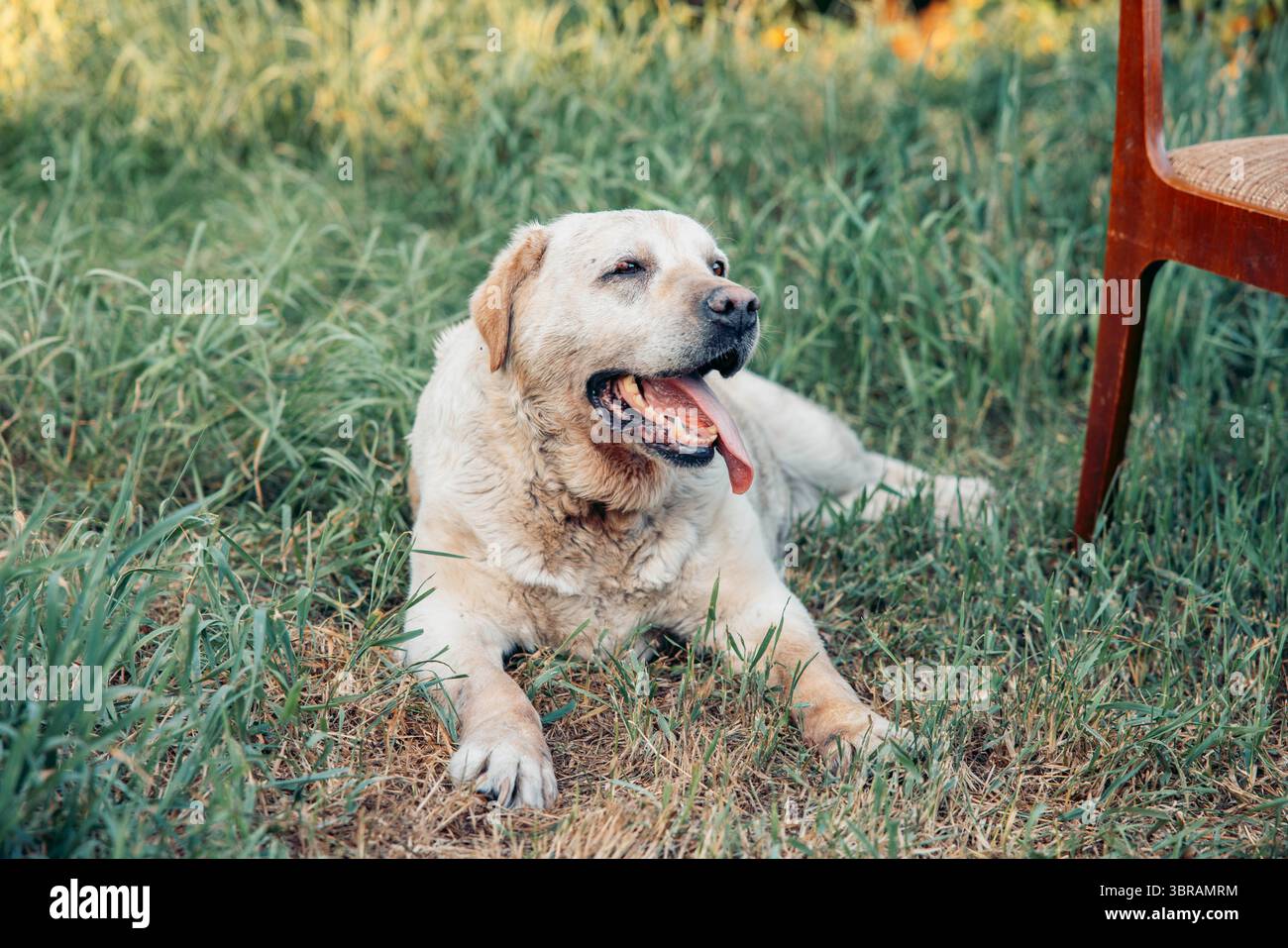 labrador resting on grass with open mouth and tongue out summer outdoor ...