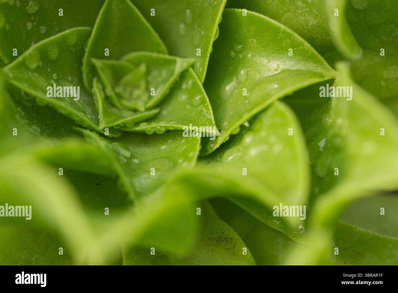 Succulent rosette leaves forming spiral pattern in macro, with waxy ...