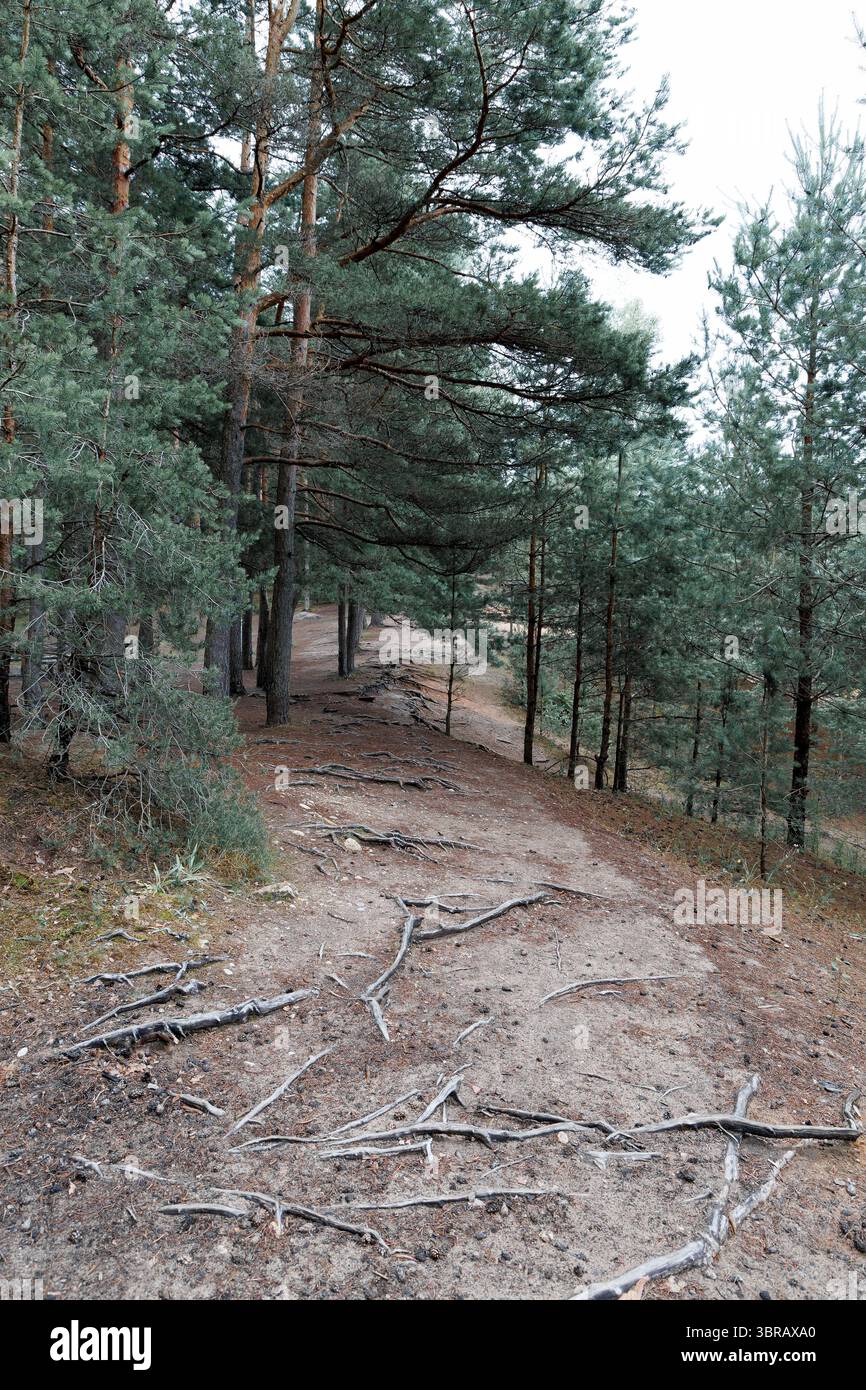 A winding forest path covered with exposed tree roots under tall pine ...