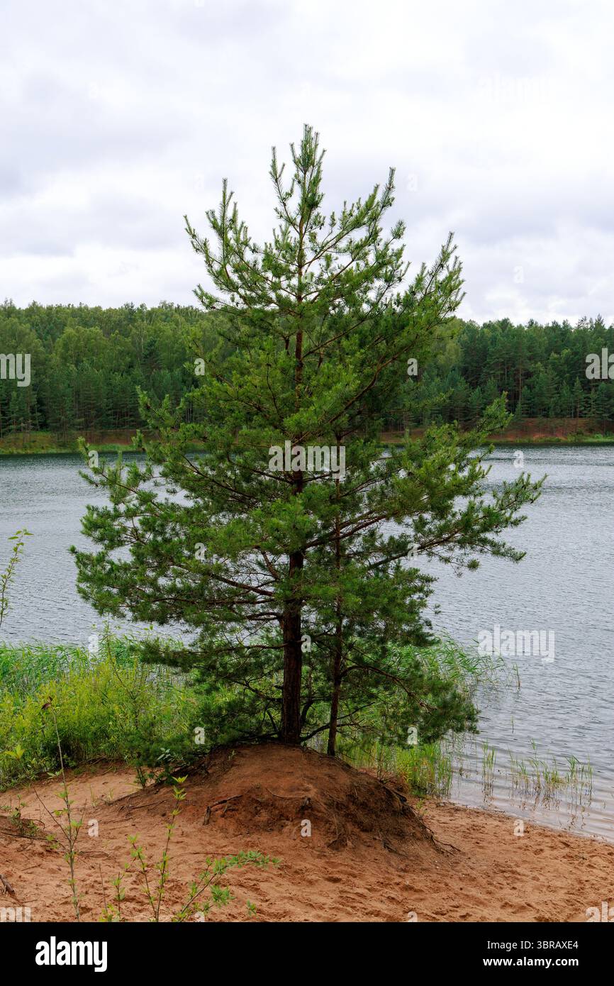 A vibrant young pine tree stands proudly on a sandy mound by the edge ...
